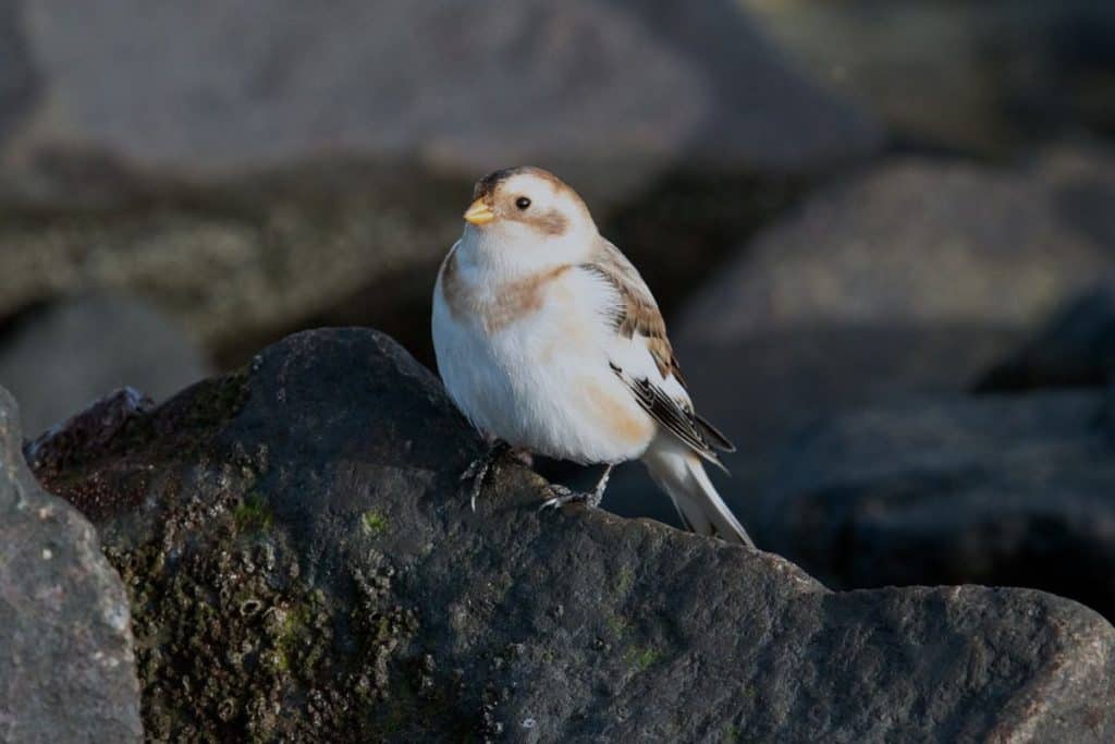 Snow Bunting (Plectrophenax nivalis) - Hawaii Bird Guide