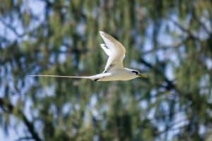 White-tailed Tropicbird (Phaethon lepturus) - Hawaii Bird Guide