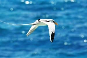 White-tailed Tropicbird (Phaethon lepturus) - Hawaii Bird Guide