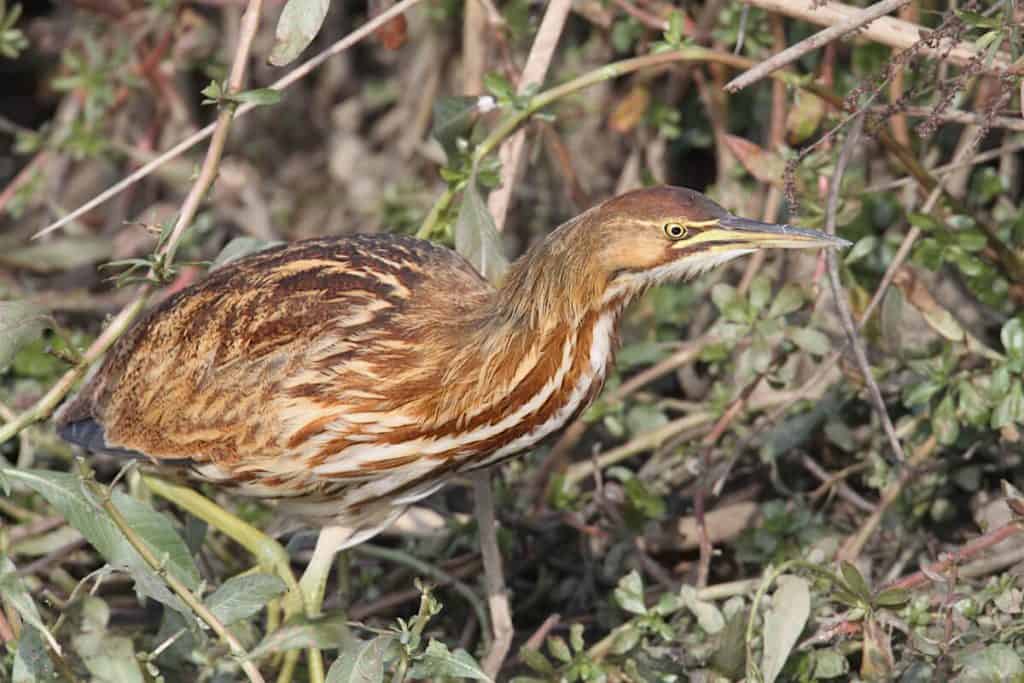 American Bittern (Botaurus lentiginosus) - Hawaii Bird Guide