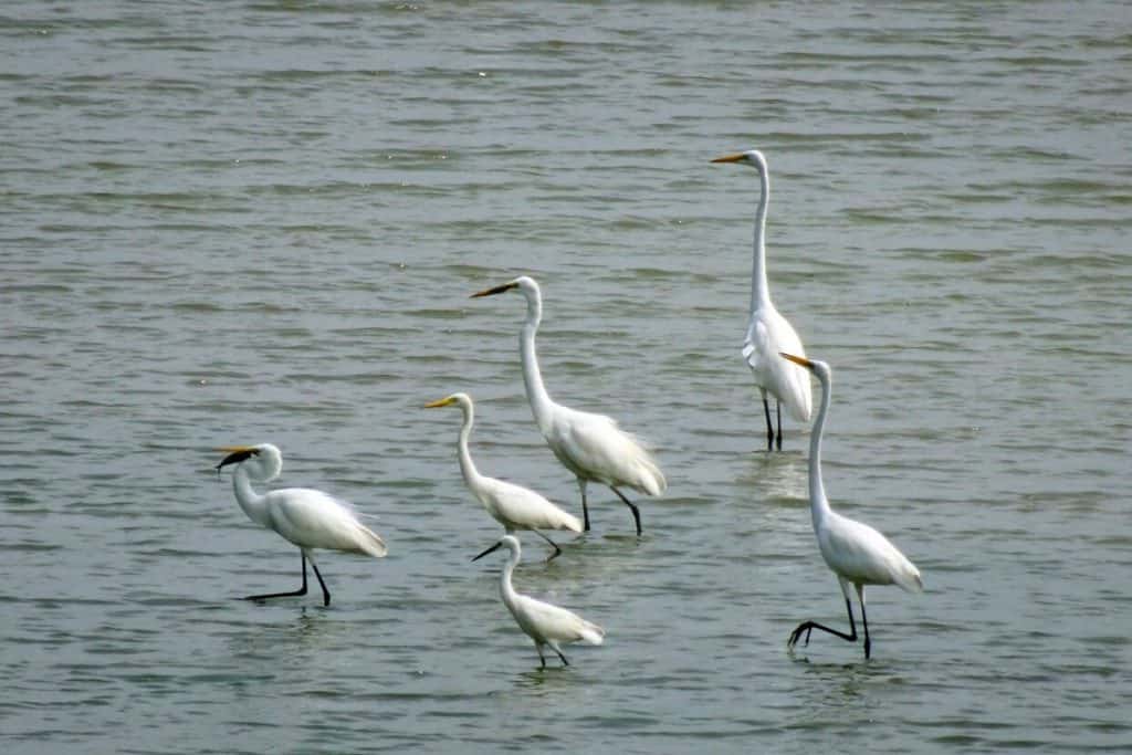 Intermediate Egret (Ardea intermedia) - Hawaii Bird Guide