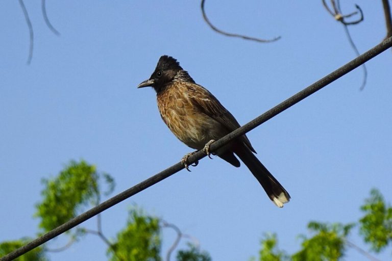 Songbirds Archives - Hawaii Bird Guide