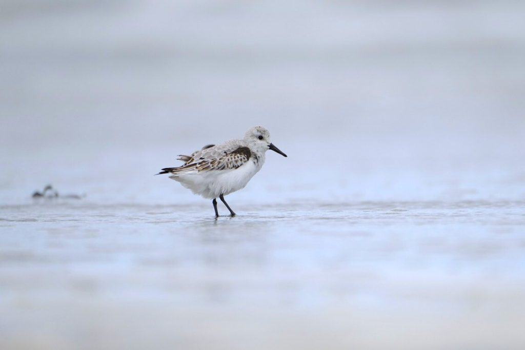 White-rumped Sandpiper (Calidris fuscicollis) - Hawaii Bird Guide