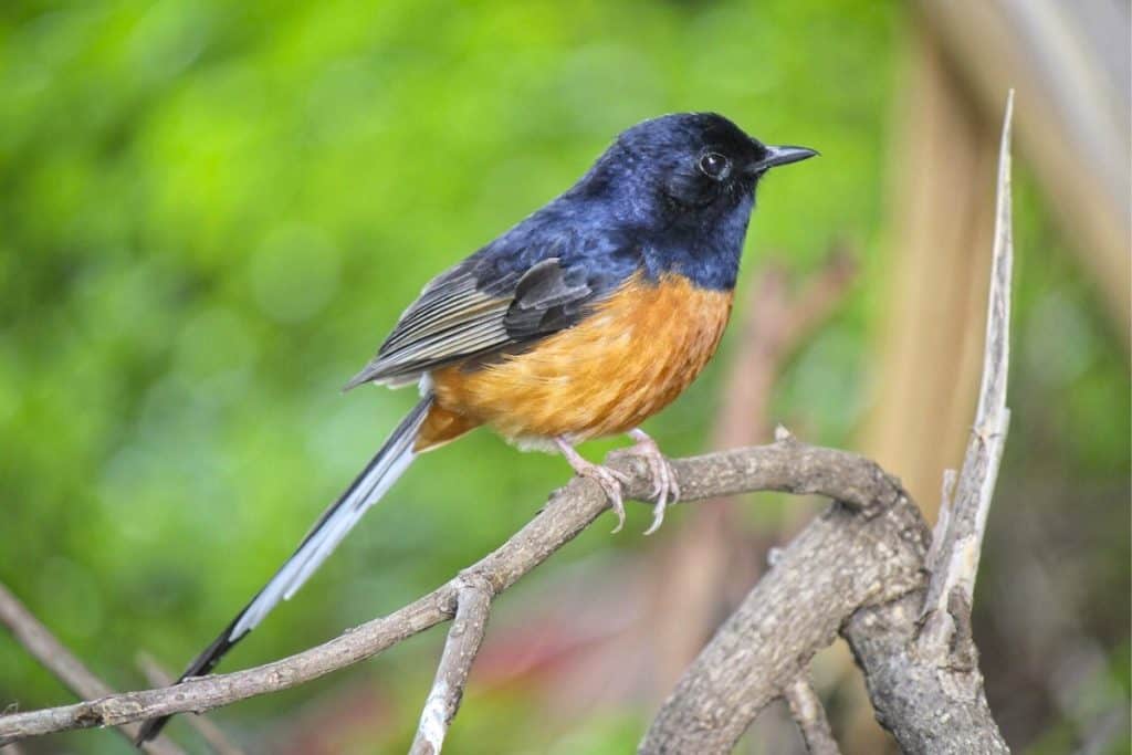 White-rumped Shama (Copsychus malabaricus) - Hawaii Bird Guide
