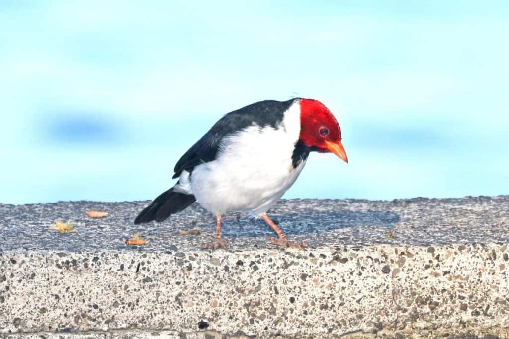 Yellow-billed Cardinal (Paroaria capitata) - Hawaii Bird Guide