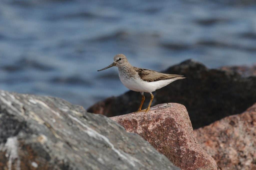 Terek Sandpiper (Xenus cinereus) - Hawaii Bird Guide