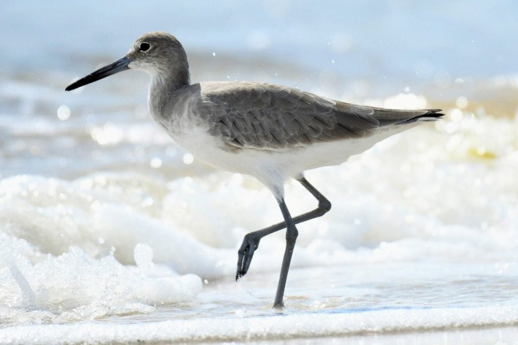 Willet (Tringa semipalmata) - Hawaii Bird Guide
