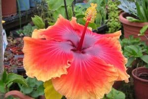 Here Are 13 Beautiful Red flowers in Hawaii - Hawaii Bird Guide