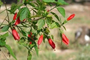 Here Are 13 Beautiful Red flowers in Hawaii - Hawaii Bird Guide