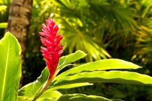 Here Are 13 Beautiful Red flowers in Hawaii - Hawaii Bird Guide